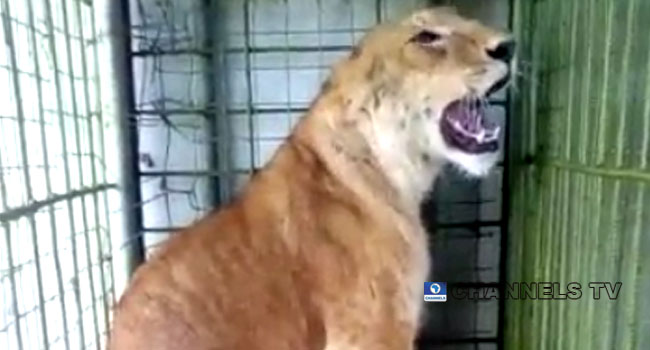 Police arrest four over illegal possession of lion - TheNiche